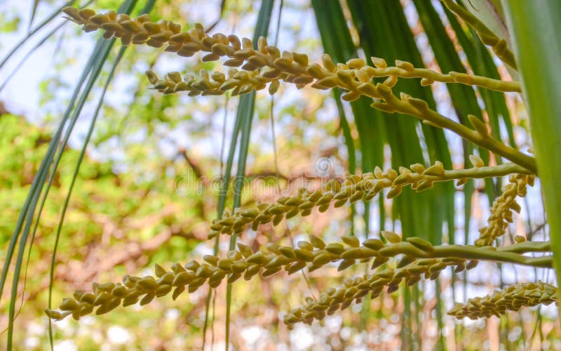 Coconut Flower on Tree, Close Up Shot Stock Photo - Image of farming ...