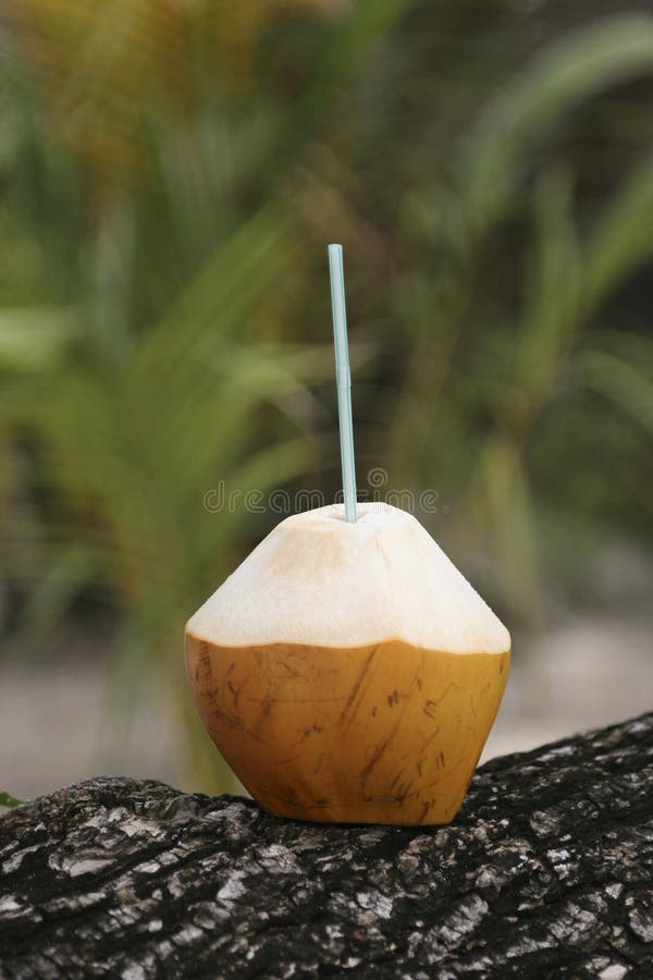 Coconut Tree stock photo. Image of weather, tropics, tree - 83796