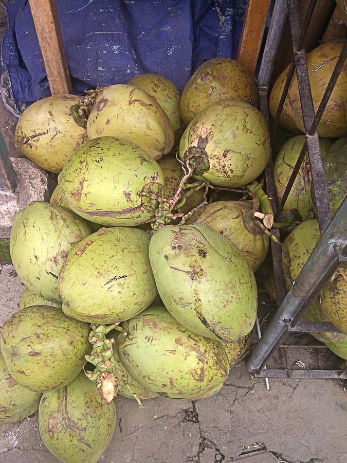 Coconut of food stock image. Image of hand, leaf, coconut - 81358673