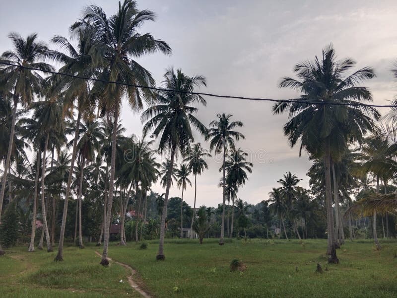 Coconutforest Stock Photos - Free & Royalty-Free Stock Photos from ...