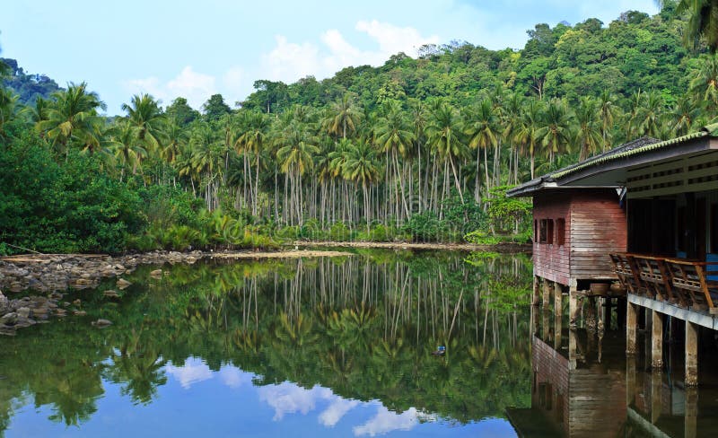 Coconut Forest in Asian Country Stock Photo - Image of island, forest ...