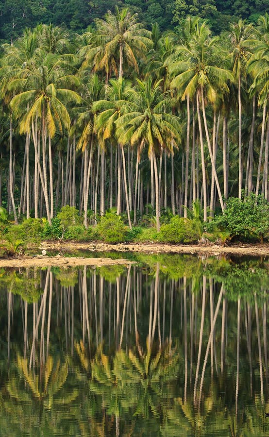 Coconut Forest in Asian Country Stock Photo - Image of island, forest ...