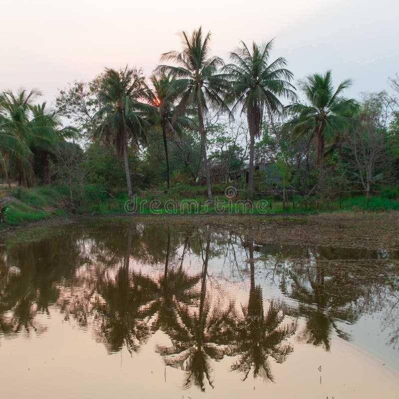 Coconut forest stock image. Image of tropical, lake, foliage - 38898215