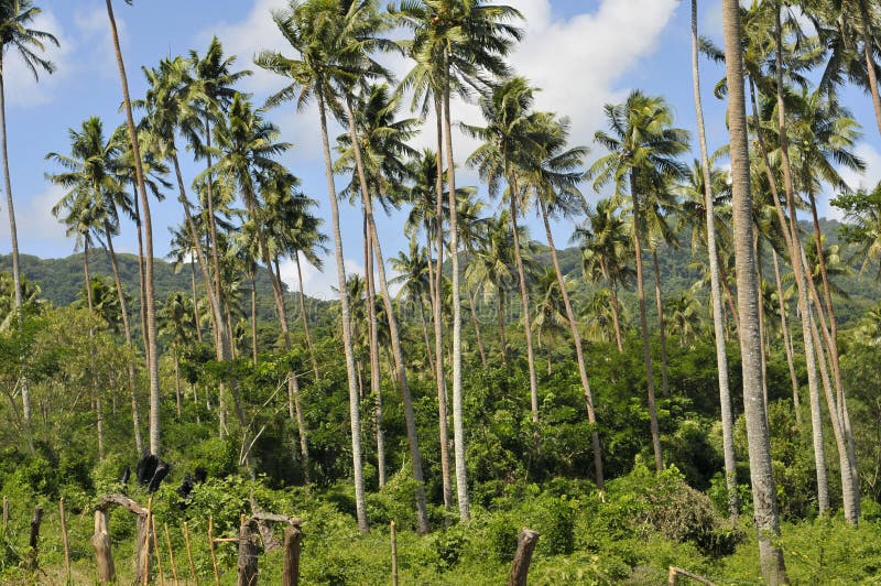 Coconut Tree In The Forrest Tropical Landscape Stock Image - Image of ...