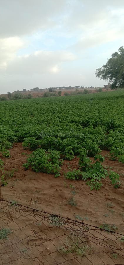 Coconut Forms House in Village Stock Photo - Image of vegetation, shrub ...