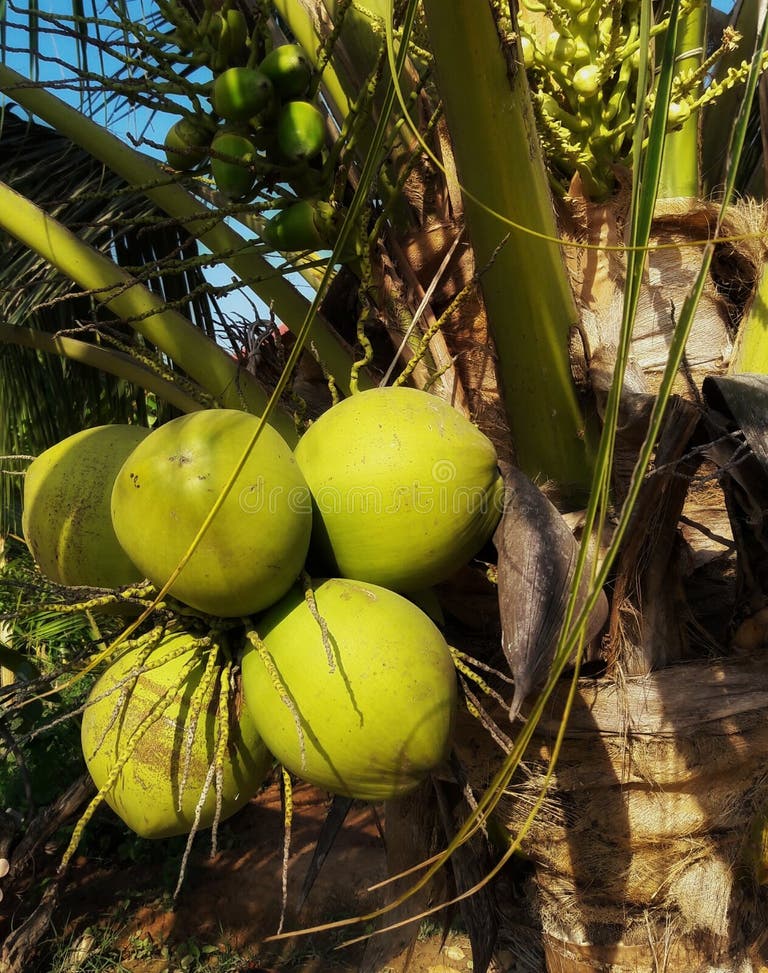 Tree Cuttrs Froom Stock Photos - Free & Royalty-Free Stock Photos from ...