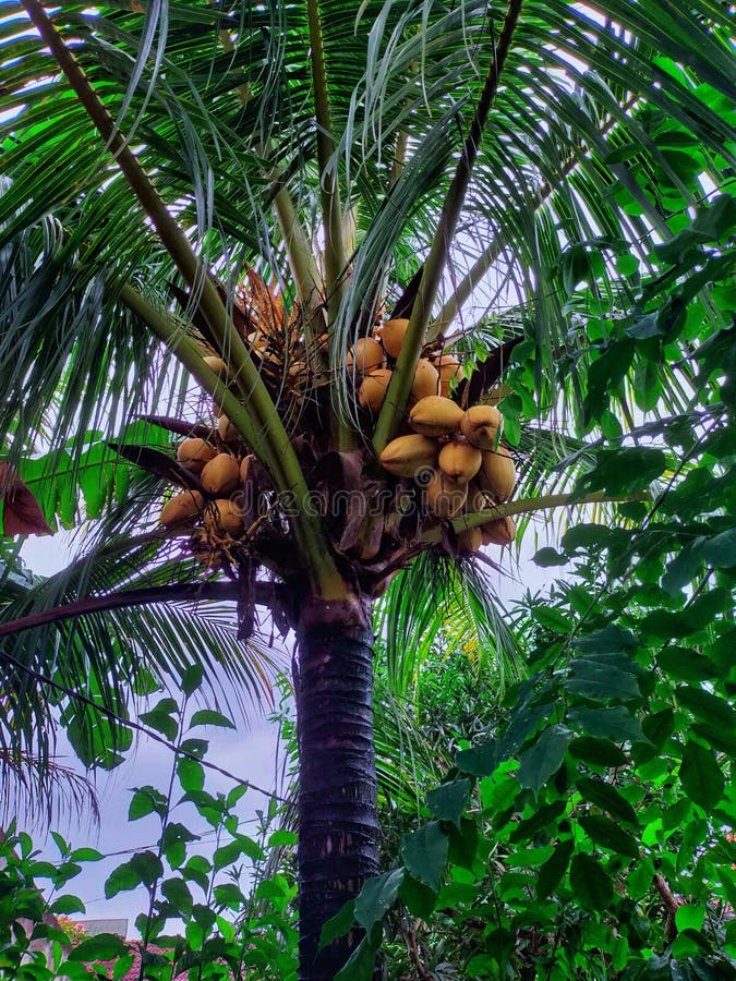Coconut. Fresh Not Cracked Whole Coconut. Nut Good for Shredded Coconut ...