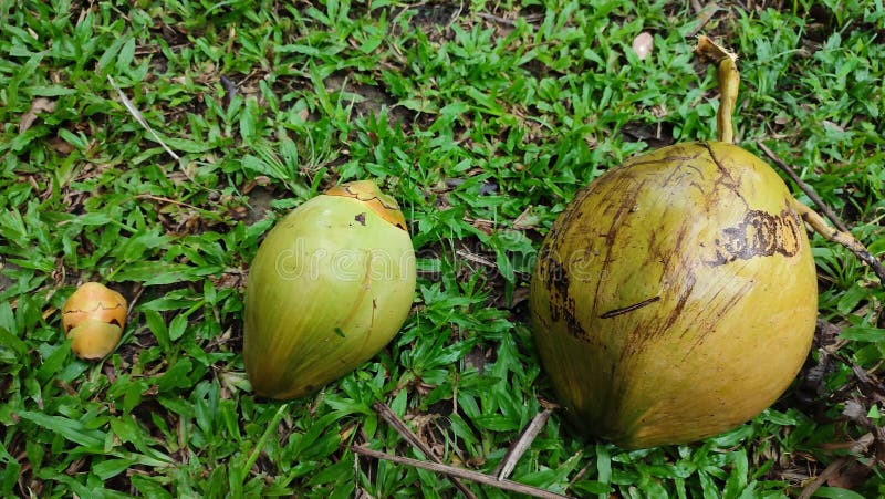 Coconut Fruit Background. Collection of Young and Old Coconuts Stock ...