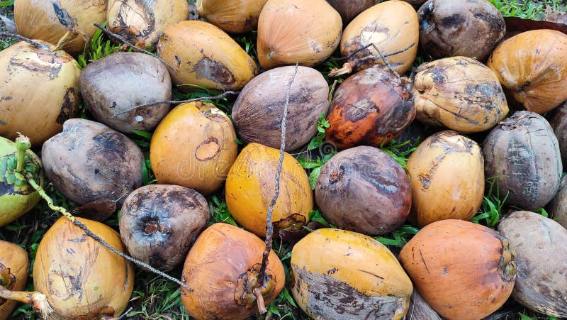 Coconut Fruit Background. Collection of Young and Old Coconuts Stock ...