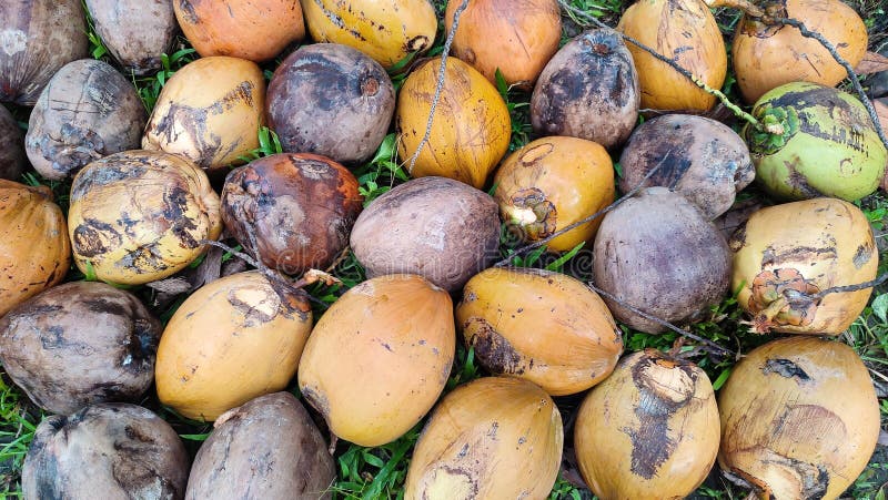 Coconut Fruit Background. Collection of Young and Old Coconuts Stock ...
