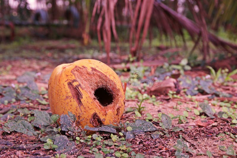Coconut Tree Leaves Damage from Insect Pest Stock Image - Image of ...