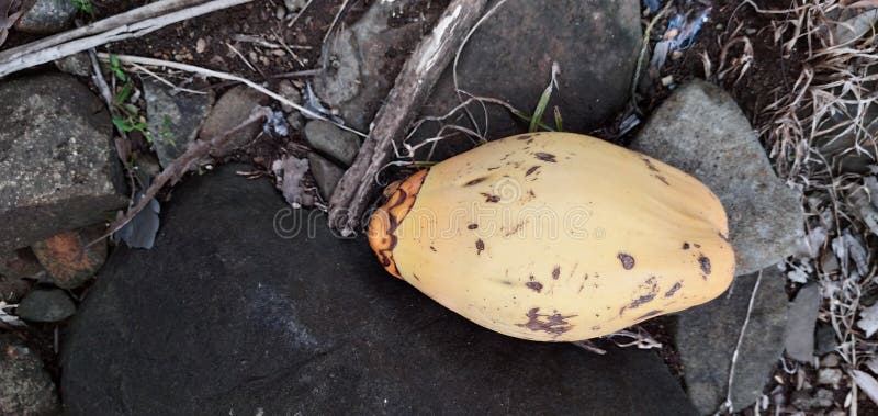 Coconut Fruit that Fell from the Tree Stock Image - Image of coconut ...