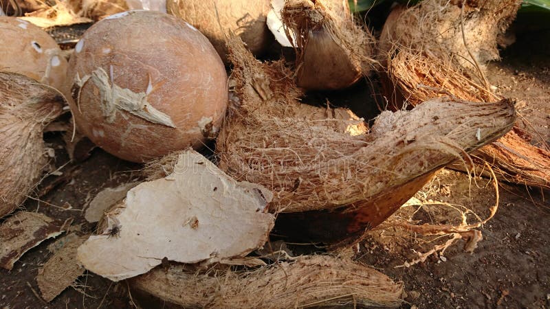 Coconut Fruit and Coconut Fiber are Scattered on the Floor Stock Image ...
