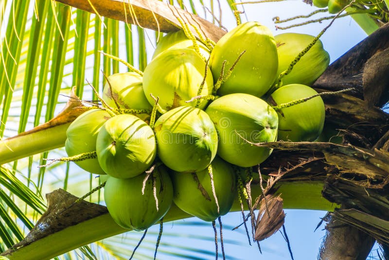 Coconut fruit stock image. Image of ripe, tropical, thailand - 77792795