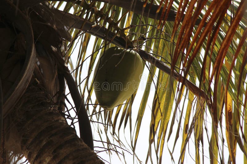 Coconut Fruit with Hard Shell Stock Photo - Image of digest, hard ...