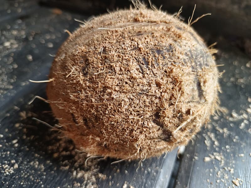 Coconut Fruit that Has Had Its Outer Skin Cleaned but Still Has the ...