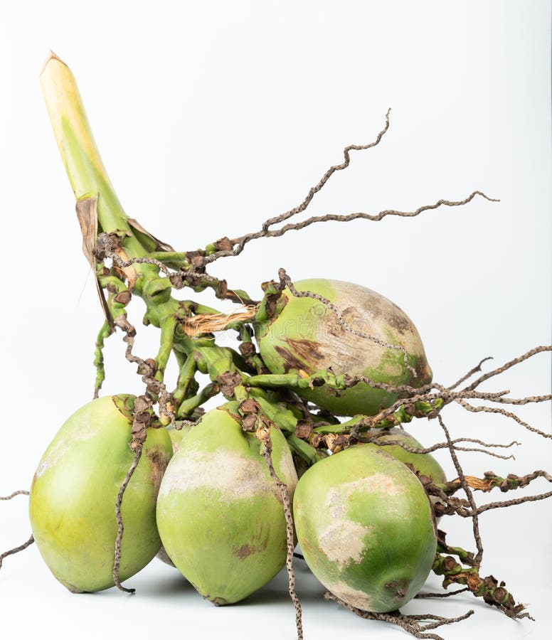 Coconut fruit plant branch stock photo. Image of fresh - 324906532