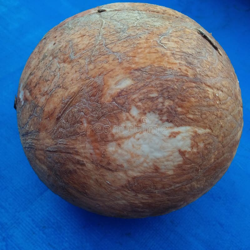 Coconut Fruit that Resembles Earth Stock Image - Image of wood, carving ...