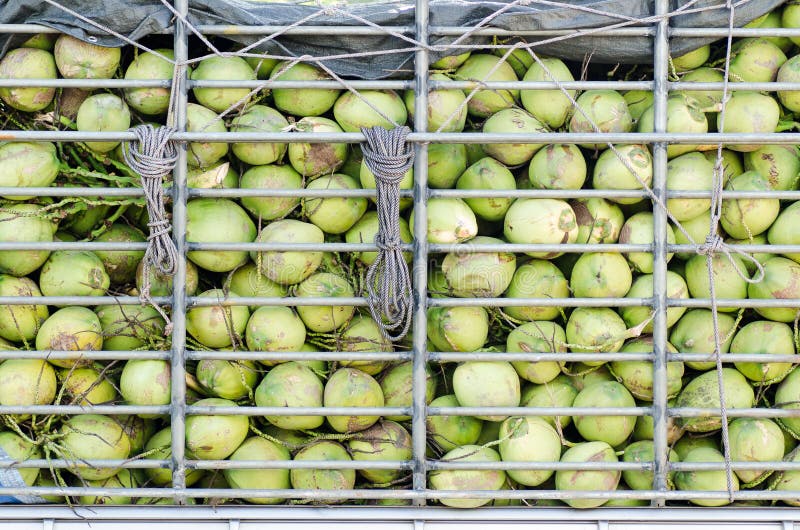 Coconut fruit stock photo. Image of string, agricultural - 70070930