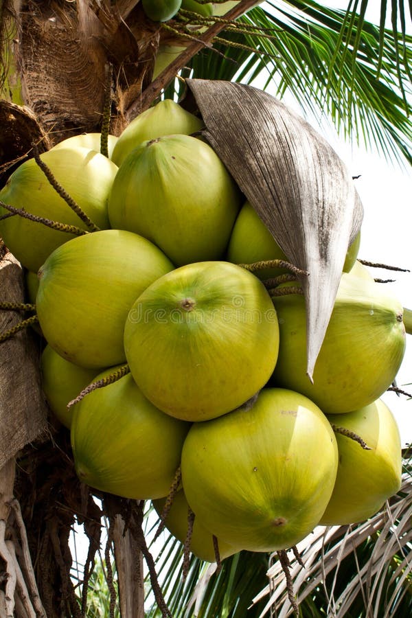 Coconut Fruit stock photo. Image of asia, germ, root - 43096390