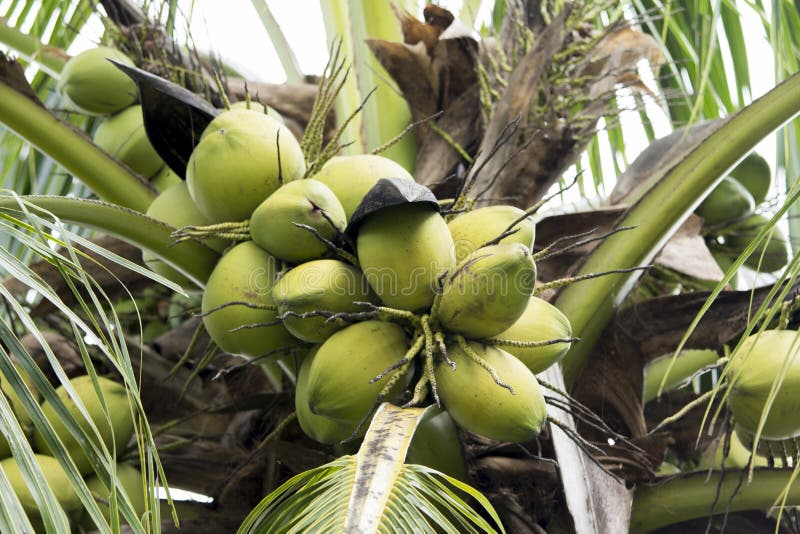 Coconut tree base stock image. Image of nutrition, coconut - 34636371