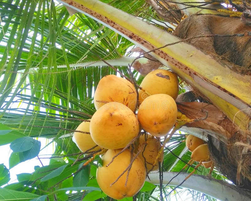 Coconut fruit on tree stock image. Image of produce - 271162895