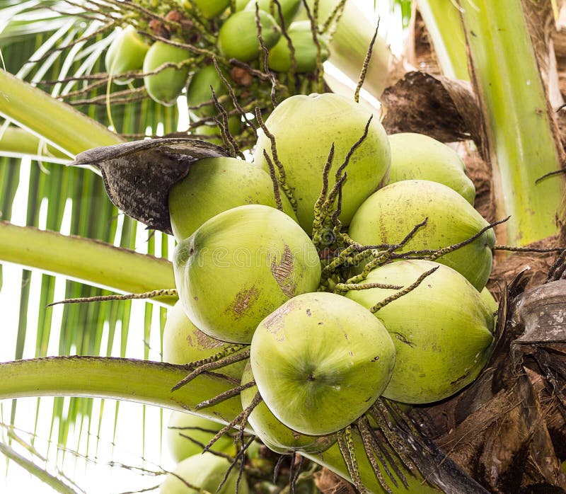 Coconut tree base stock image. Image of nutrition, coconut - 34636371