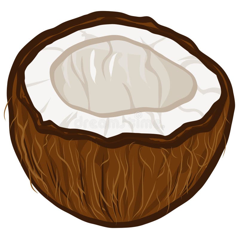 Coconut Fruit Vector Drawing Illustration Stock Vector - Illustration ...
