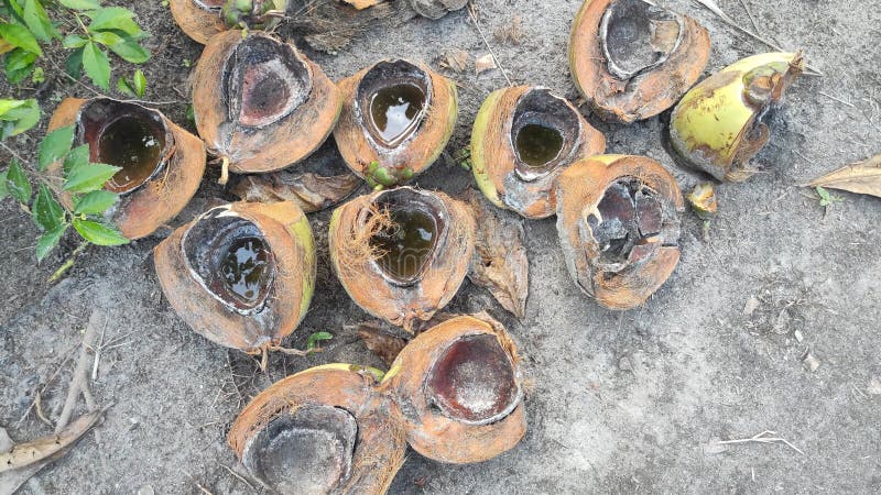 499 Coconut Fruit Waste Stock Photos - Free & Royalty-Free Stock Photos ...