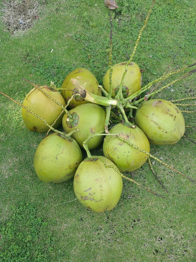 Coconut Fruits on Green Grass Field Stock Photo - Image of branch, crop ...