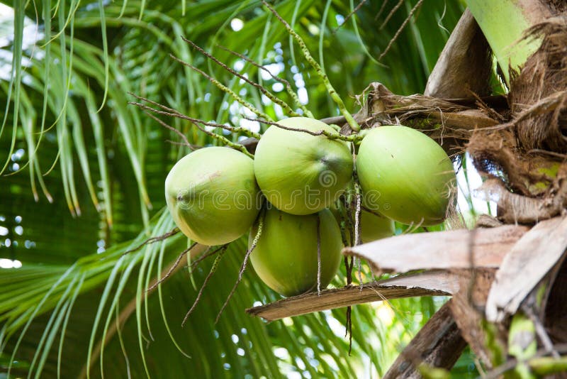 Coconut stock photo. Image of garden, asia, climate, lifestyle - 65023128