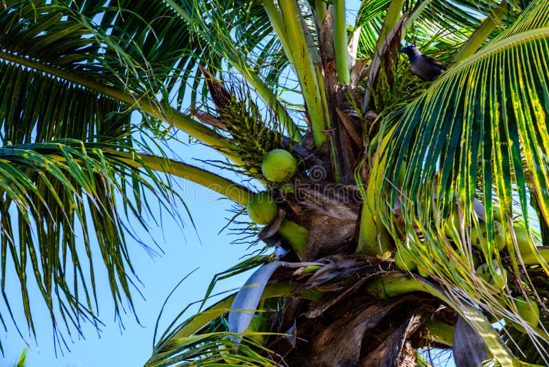 Coconut Fruits on a Coconut Palm Tree. Tropical Vegetation Stock Image ...