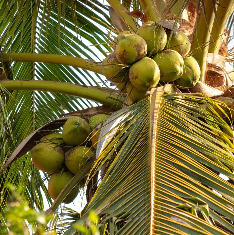 Coconut Fruits on a Palm Tree in the Tropics Stock Photo - Image of ...
