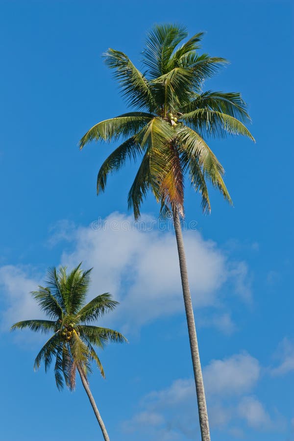Coconut Garden stock image. Image of plant, beverages - 24929935