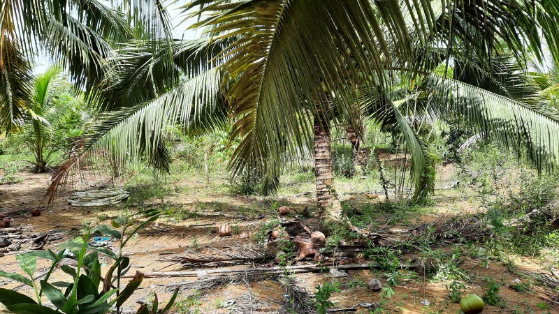 The Coconut Garden at the Backyard Stock Photo - Image of forest ...