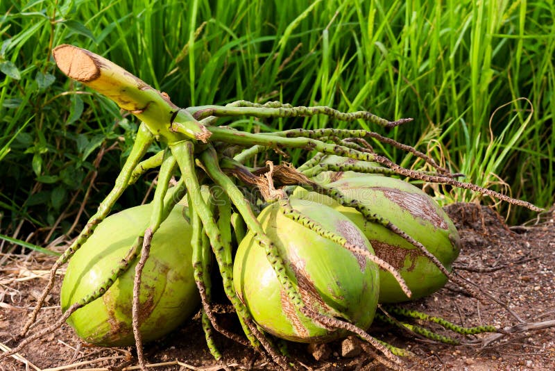 Coconut stock photo. Image of light, close, coconut, life - 63251236