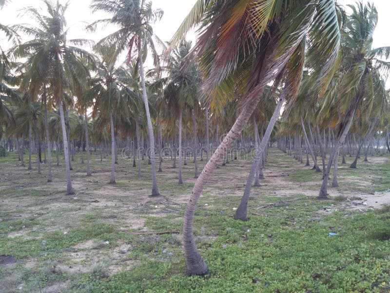 Coconut garden stock photo. Image of trees, garden, coconut - 89947278