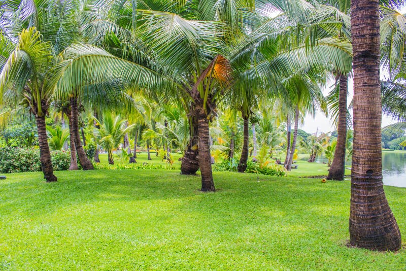 Coconut garden stock photo. Image of palm, coconut, garden - 45341658