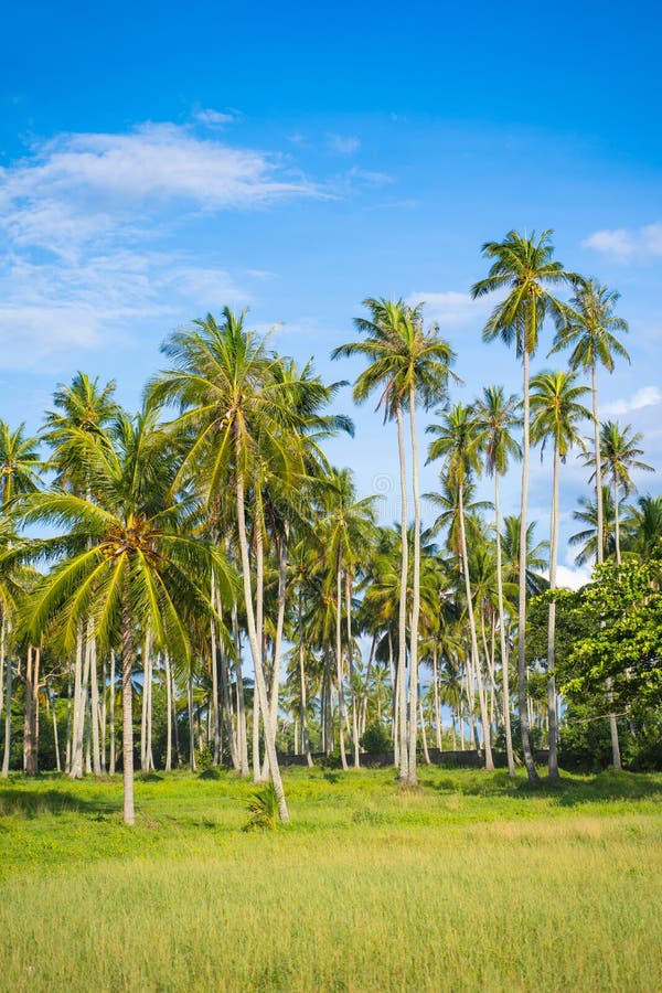 Coconut Garden beside the Sea Stock Image - Image of landscape, summer ...