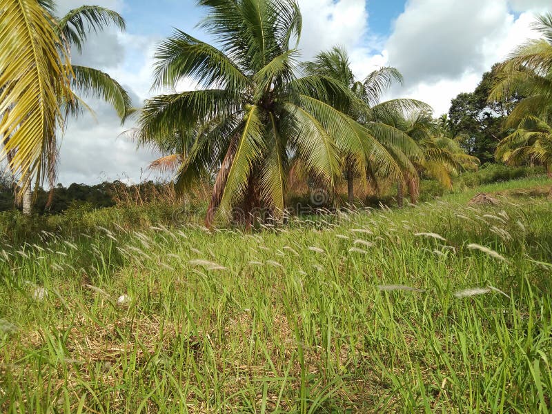 Coconut Garden on the Sumner Stock Image - Image of fresh, shrub: 242945409