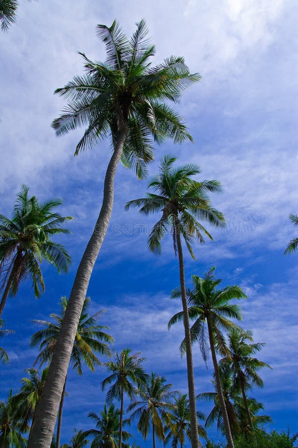 Coconut garden in Thailand stock image. Image of landscape - 11038083