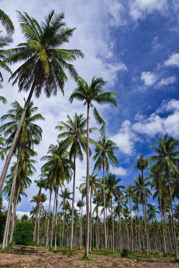 Coconut garden in Thailand stock image. Image of landscape - 11038083