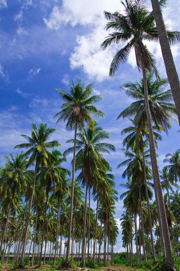 Coconut garden in Thailand stock image. Image of landscape - 11038083