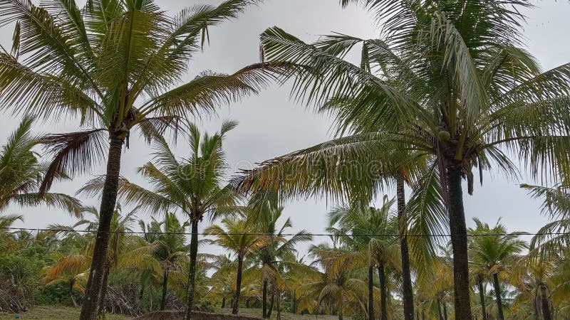 Coconut garden so many stock photo. Image of tropics - 267725558