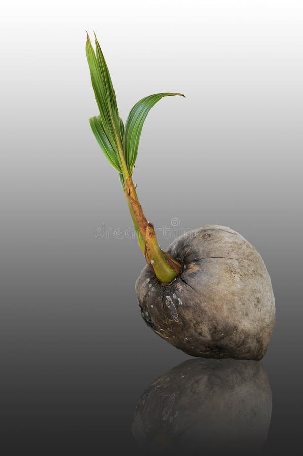 Coconut germination. stock image. Image of sprouting - 32949327