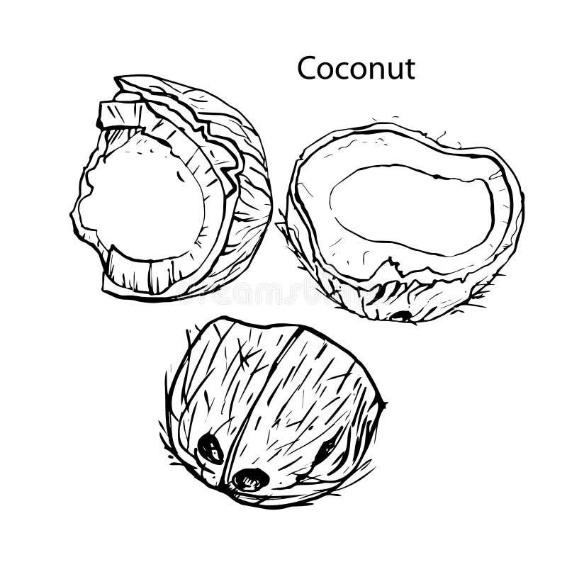 Coconut Graphic Illustration Stock Vector - Illustration of dessert ...