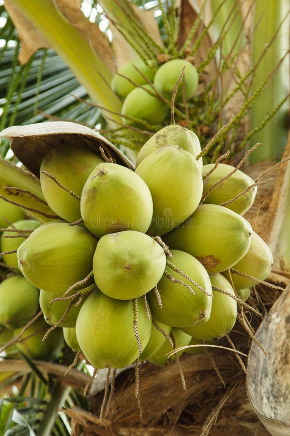 Coconut stock photo. Image of backdrop, food, closeup - 31452292