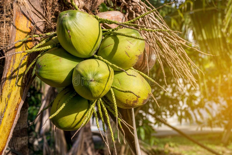 Coconut Green Fresh Fruit on the Tree at Tropical Forest Stock Photo ...