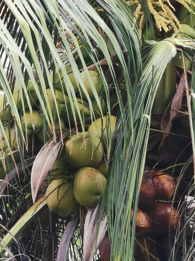 Coconut green tree stock photo. Image of food, green - 213035648