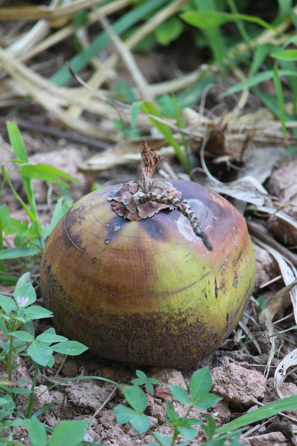 Coconut stock photo. Image of green, plane, ground, coconut - 42638594